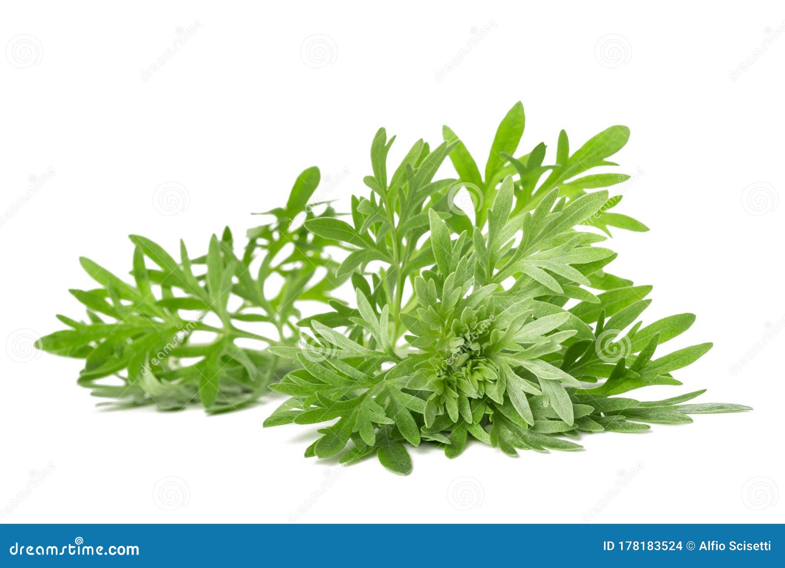 Sagebrush stock photo. Image of medicine, background - 178183524