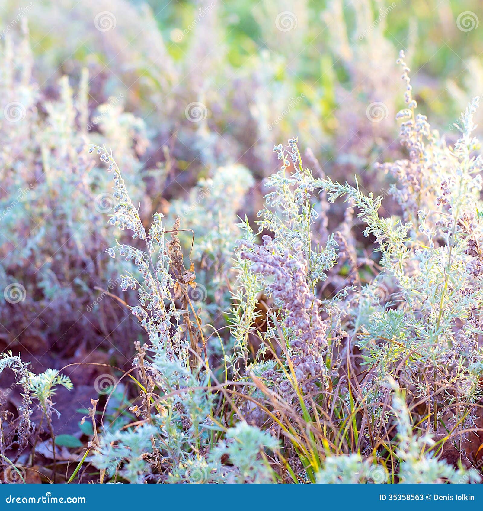 Sagebrush stock image. Image of flowers, plant, fields - 35358563