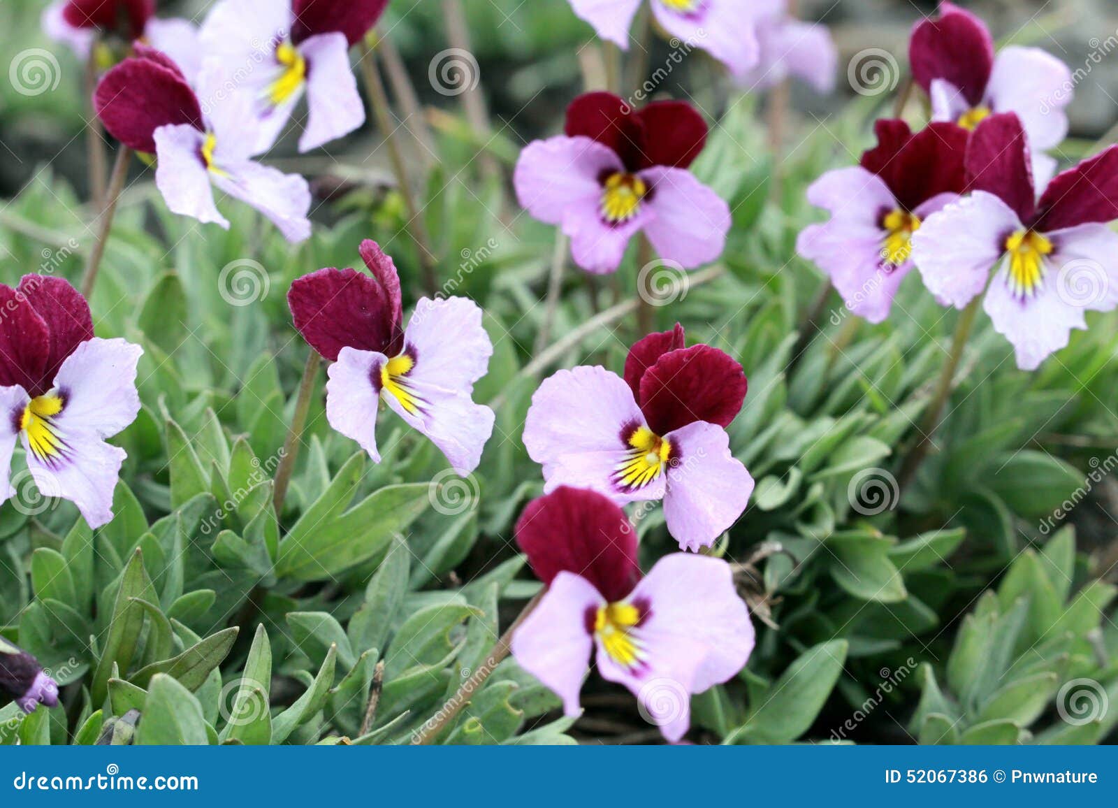 Sagebrush Violets - Viola Trinervata Stock Photo - Image of bloom ...