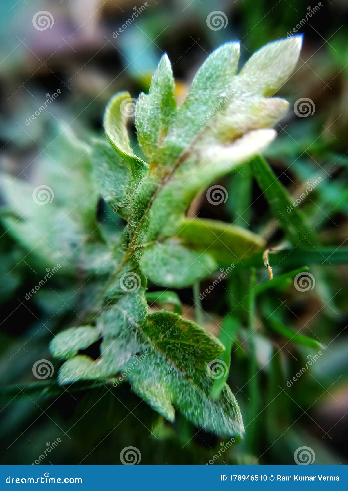 Sagebud Green Plant Image India Stock Photo - Image of india, leaf ...