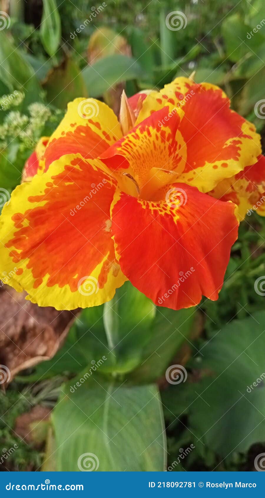 Saging saging stock image. Image of head, blooming, plant - 218092781