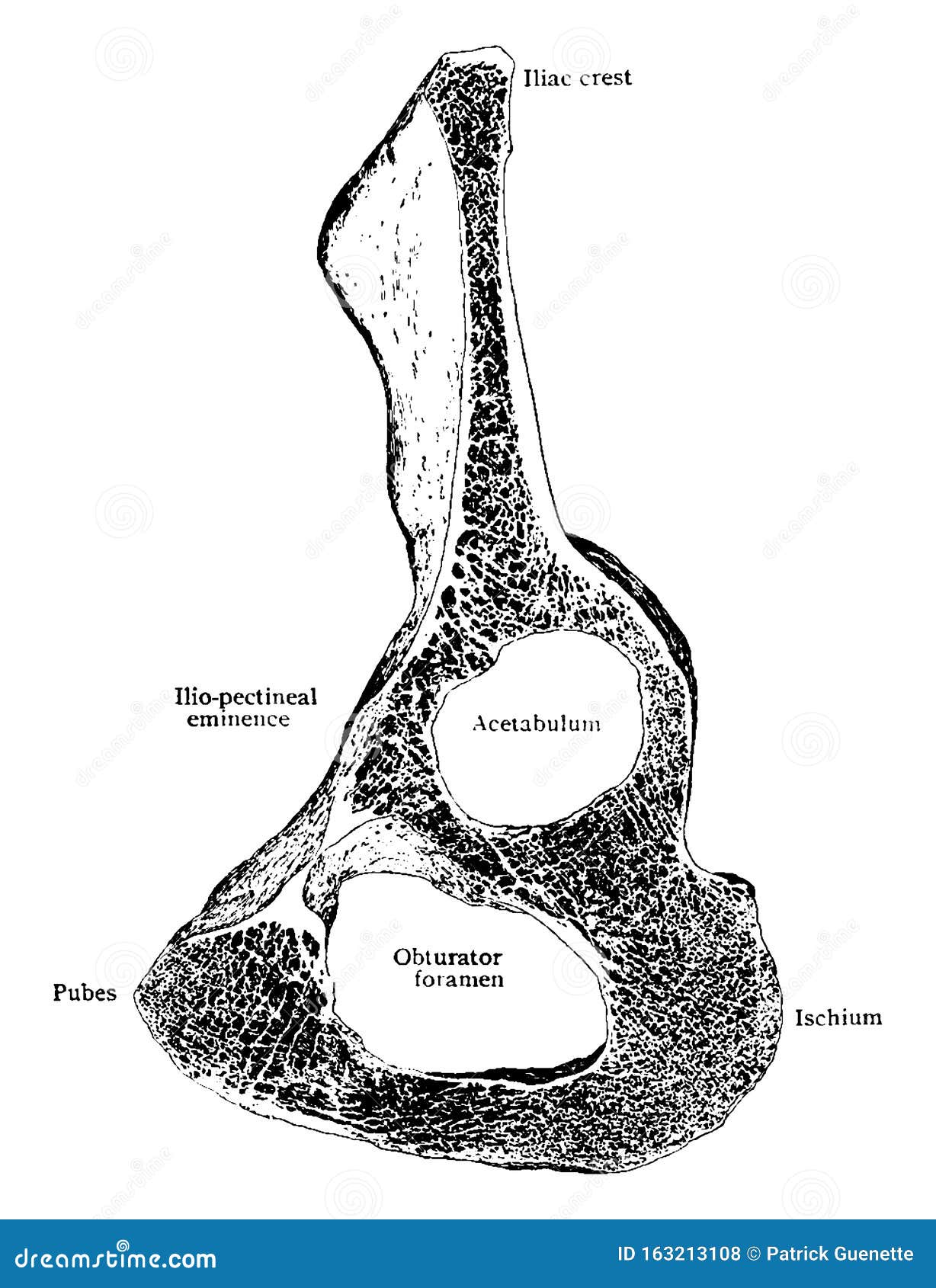 Sagittal Section Of Innominate Bone, Vintage Illustration ...