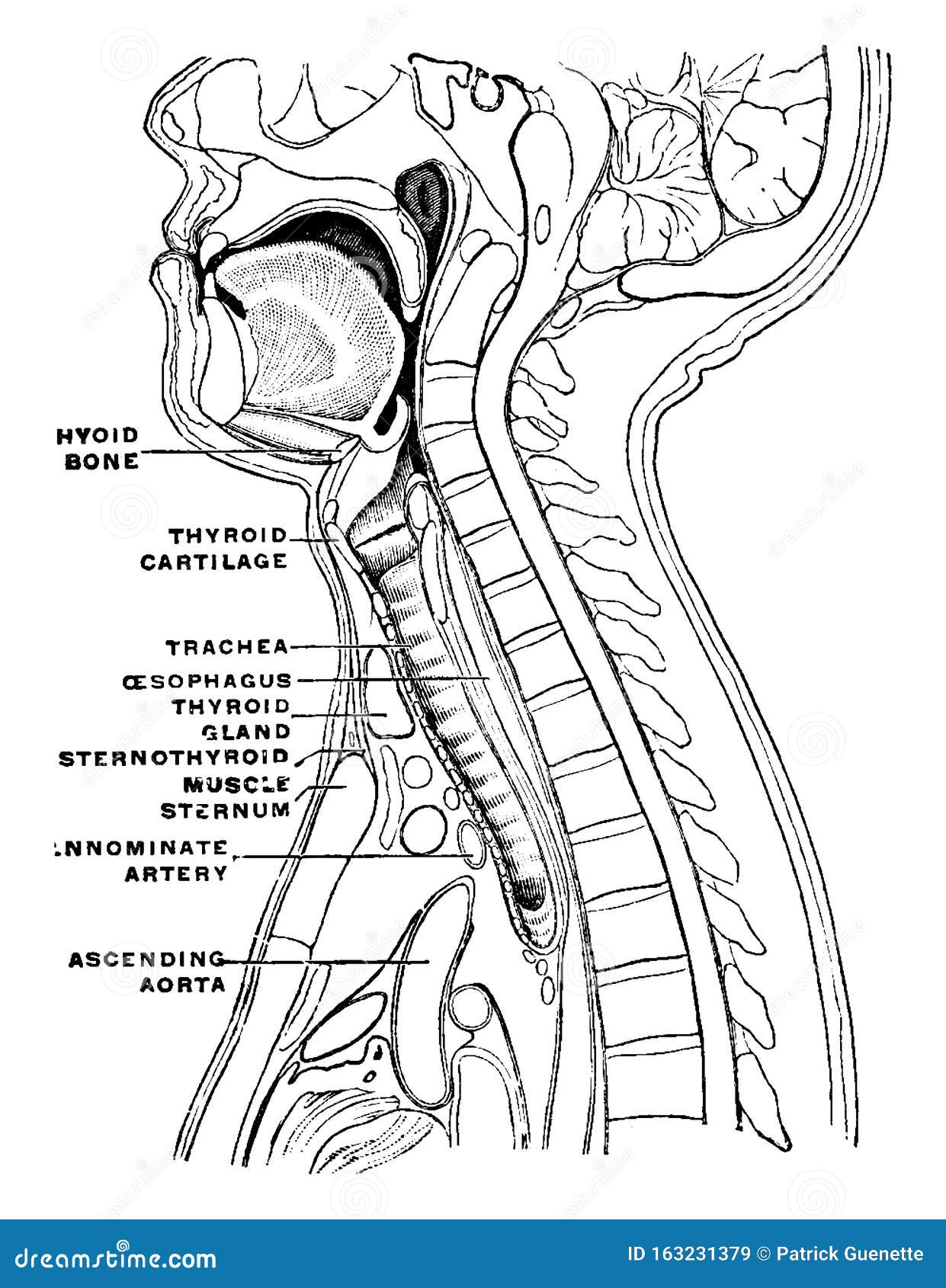 Sagittal Section of the Neck and Head, Vintage Illustration Stock ... Sagittal Section of the Neck and Head, Vintage Illustration Stock ...