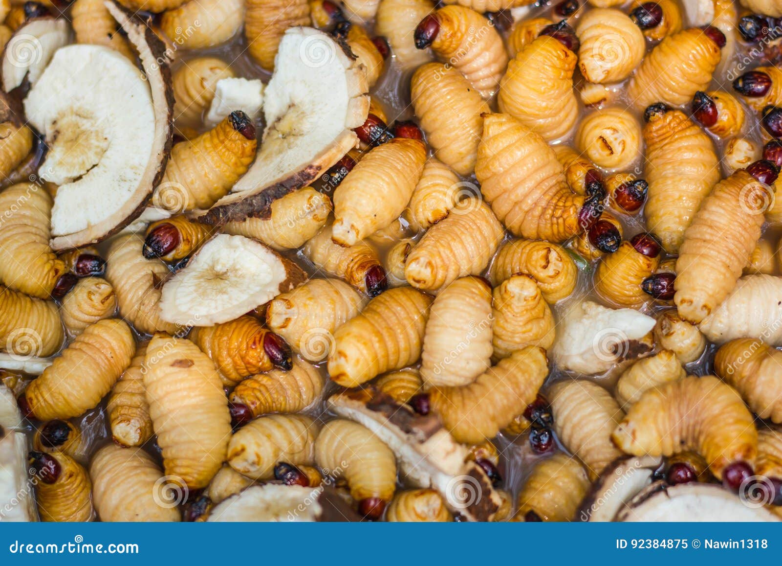 Sago Beetle or Worm Palm Weevil Red Stock Image - Image of hairy, sago ...