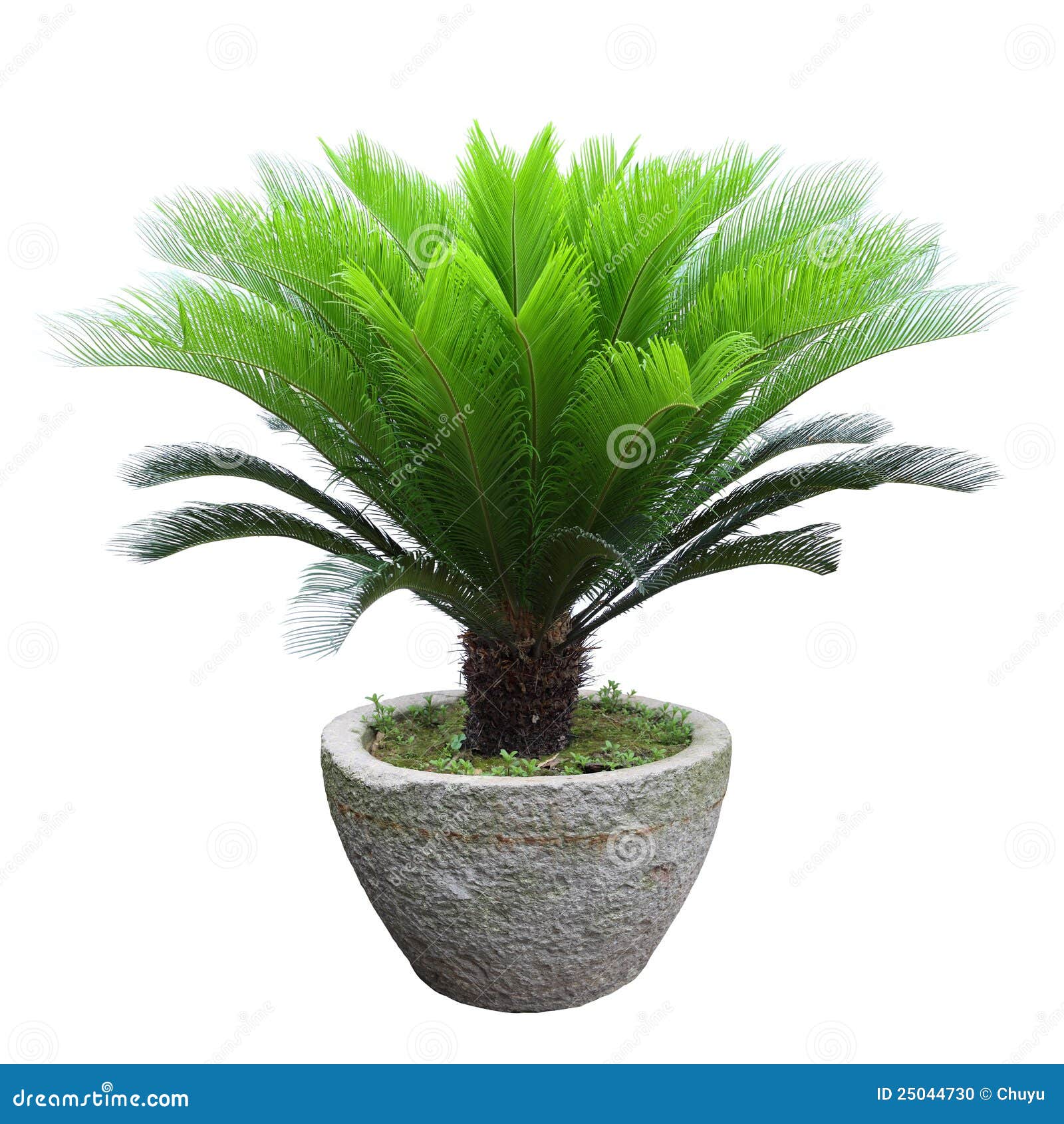 Sago cycad tree stock photo. Image of botany, branch - 25044730