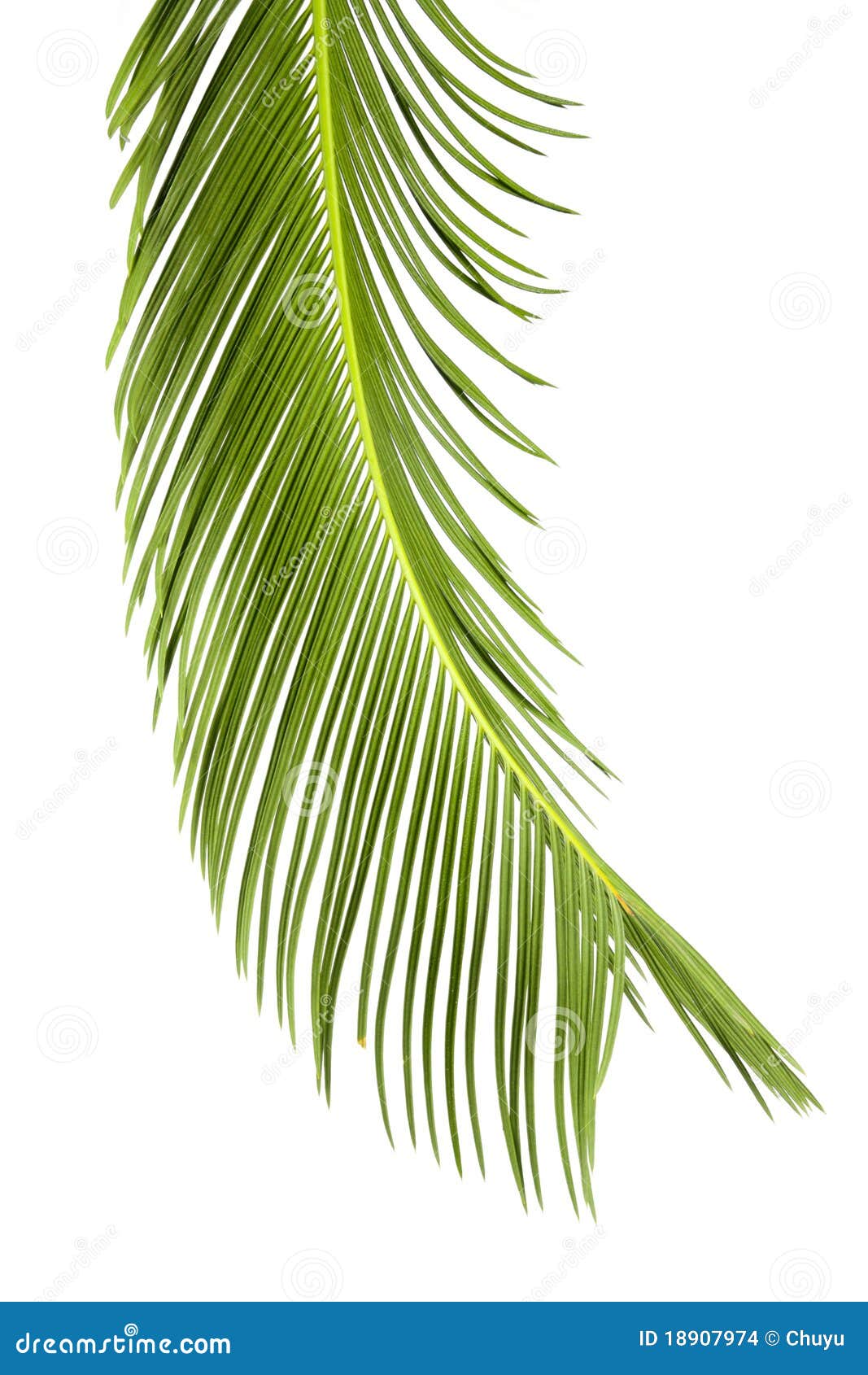 Sago cycas leaf stock photo. Image of curly, cycas, design - 18907974