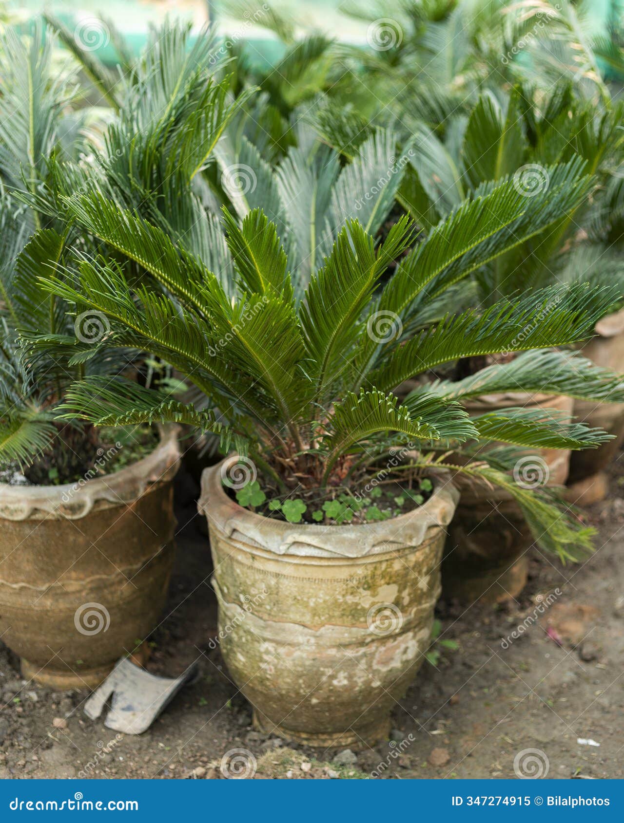 Cycas Javana Palm Tree Royalty-Free Stock Image | CartoonDealer.com ...