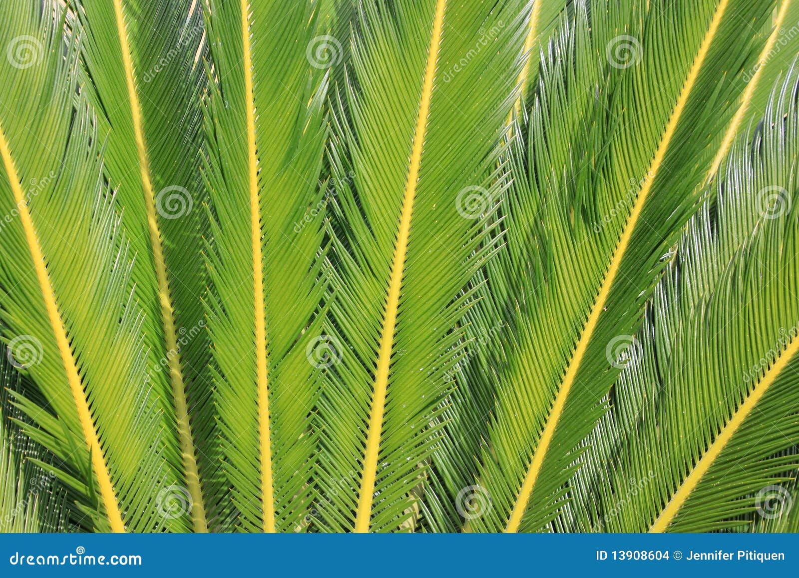 Sago Leaves stock photo. Image of decorative, green, cycas - 13908604