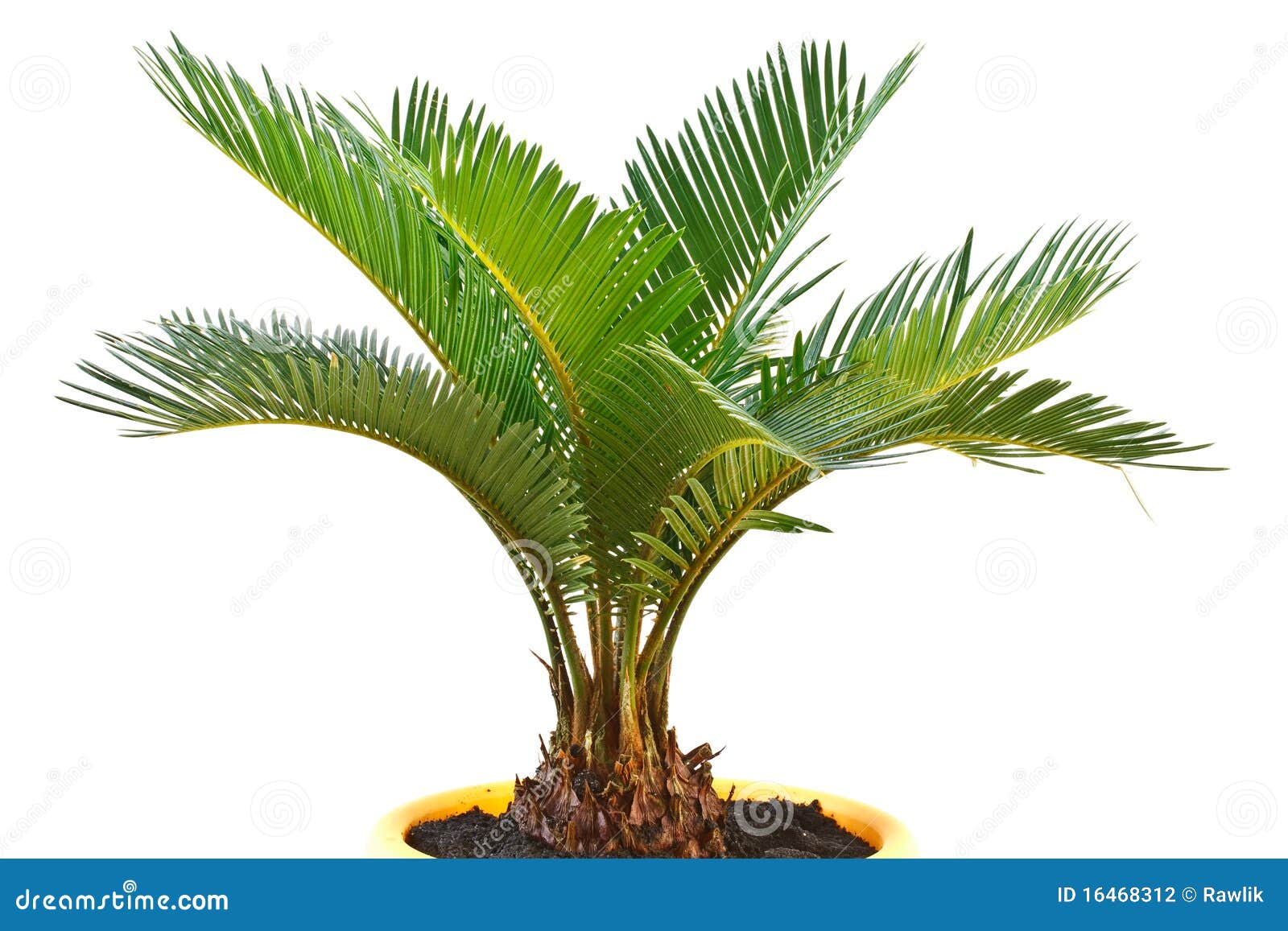 Sago palm stock photo. Image of palm, growth, white, floral - 16468312