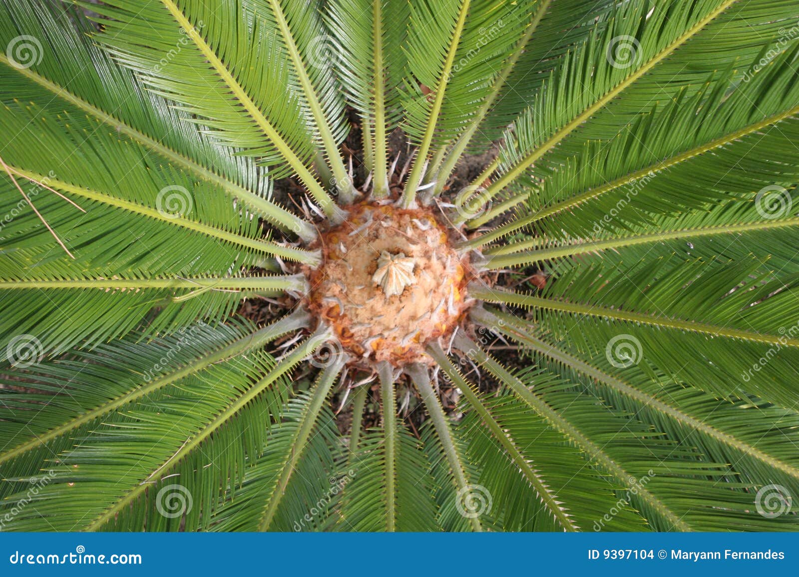 Sago Palm Trees That Flourish. Grown Tree With Latin Name Cycas ...