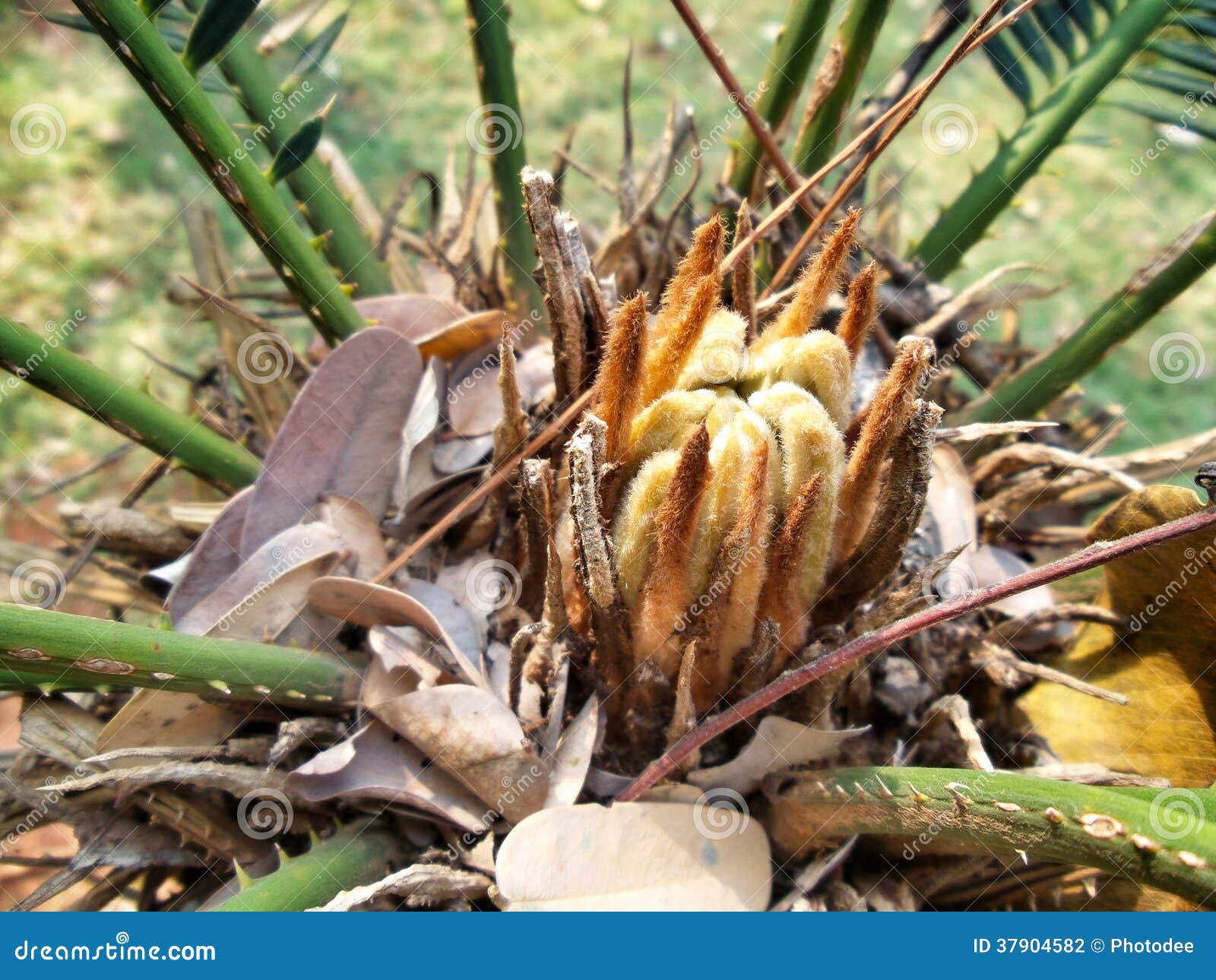Sago palm buds stock photo. Image of palm, natural, foliage - 37904582