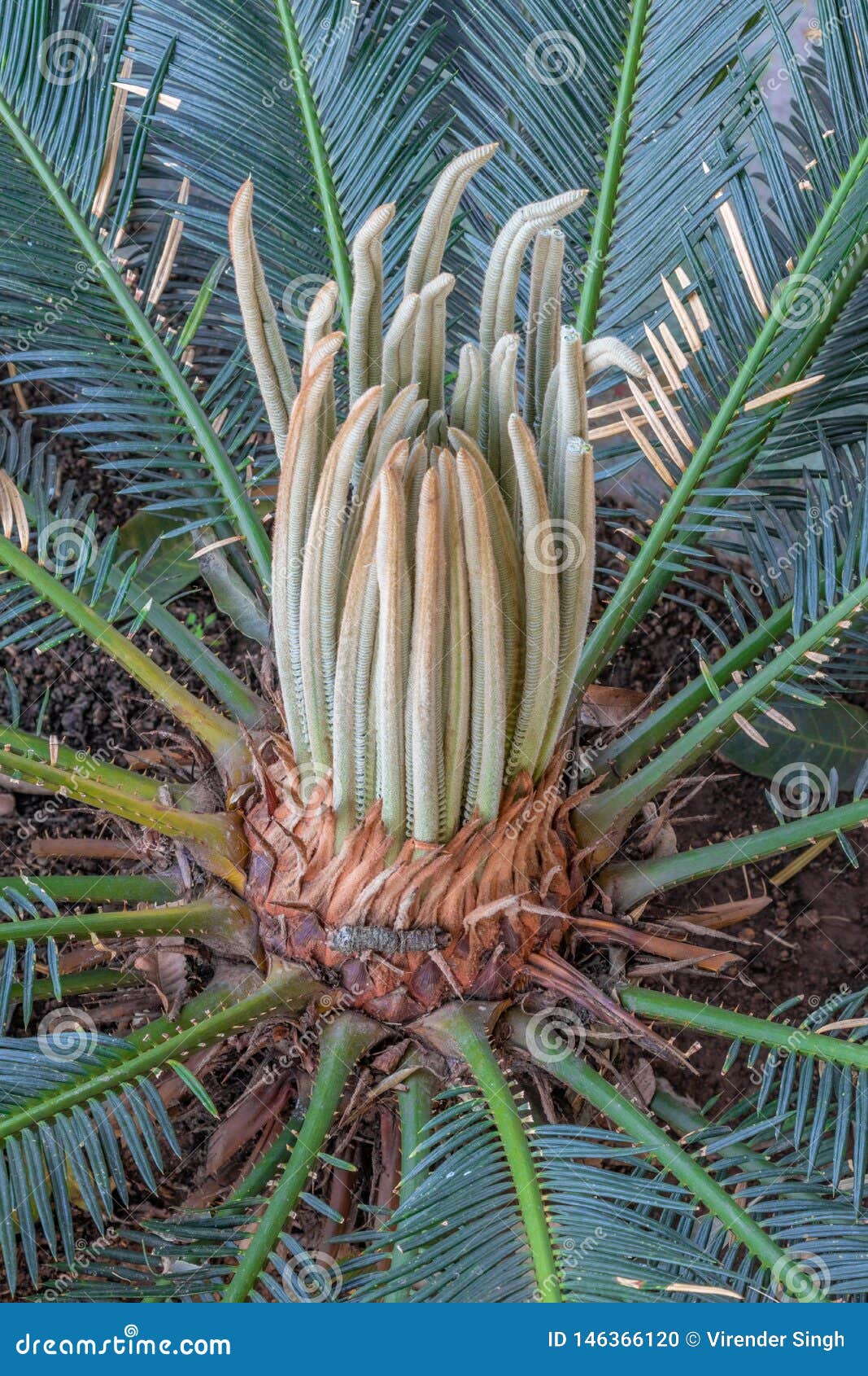 Cycad Cycas Plant Stock Images - Download 2,334 Royalty Free Photos