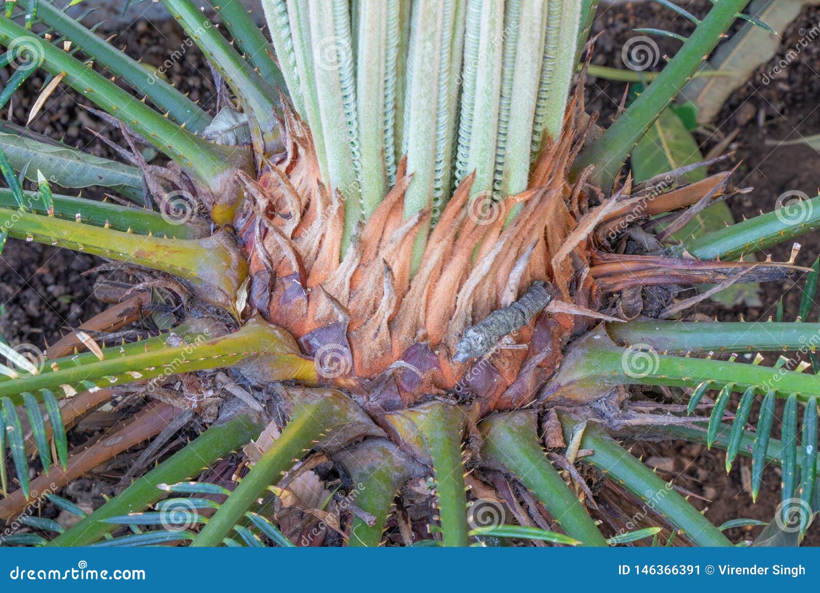 SAGO Palm, Cycas Plant Bud Cones Converting into New Leafs Stock Image ...