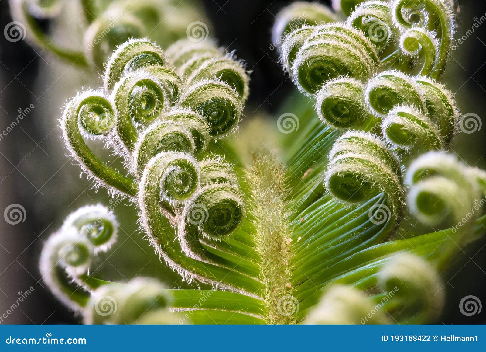 Sago Palm Developing Leaf stock photo. Image of spiral - 193168422