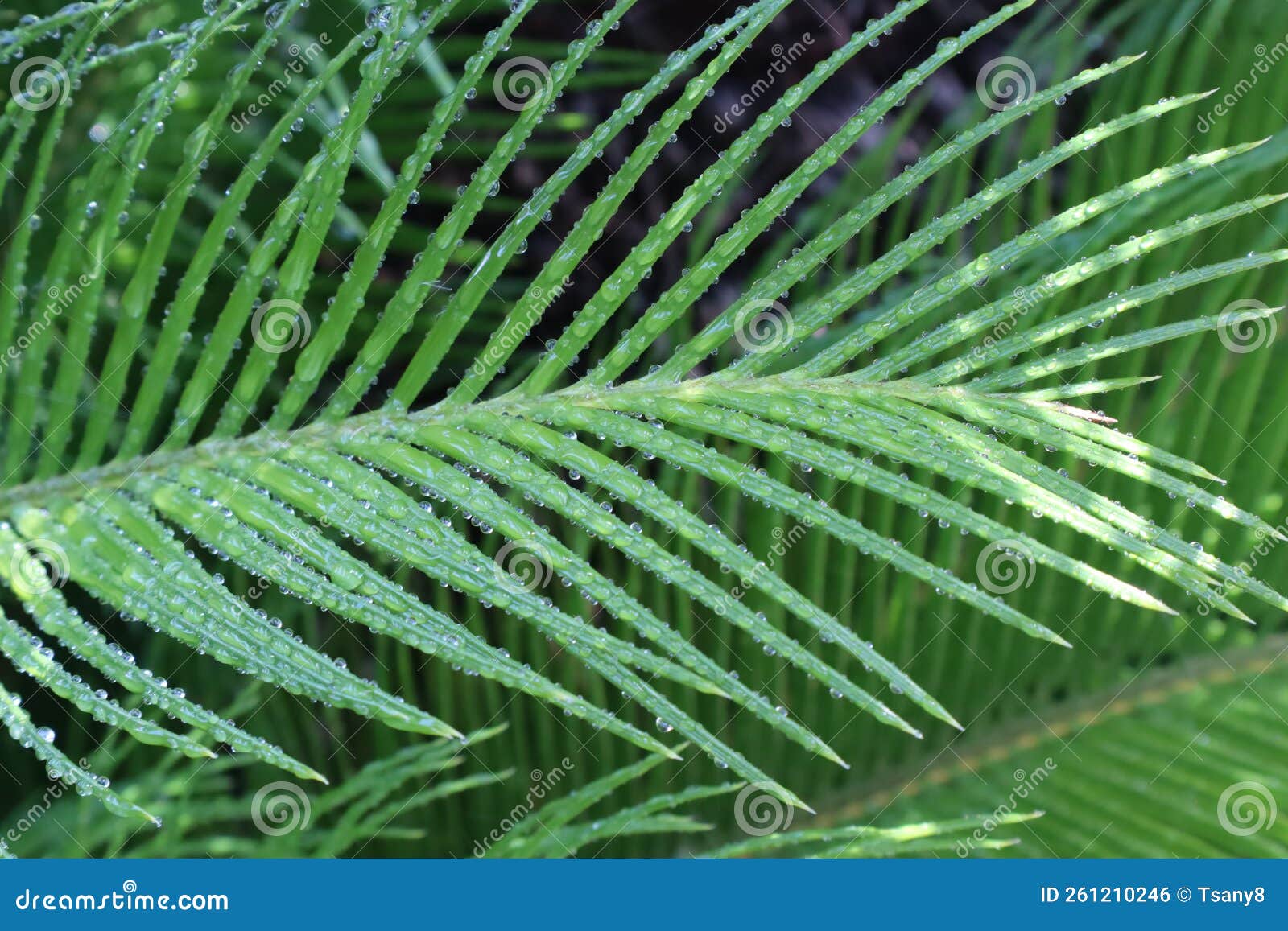 Sago Palm Leaf in Raindrops, Close-up Stock Photo - Image of cycad ...