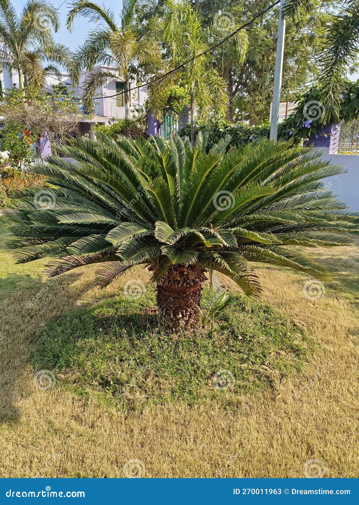 The Sago Palm Tree in the Garden or Park Stock Image - Image of tree ...