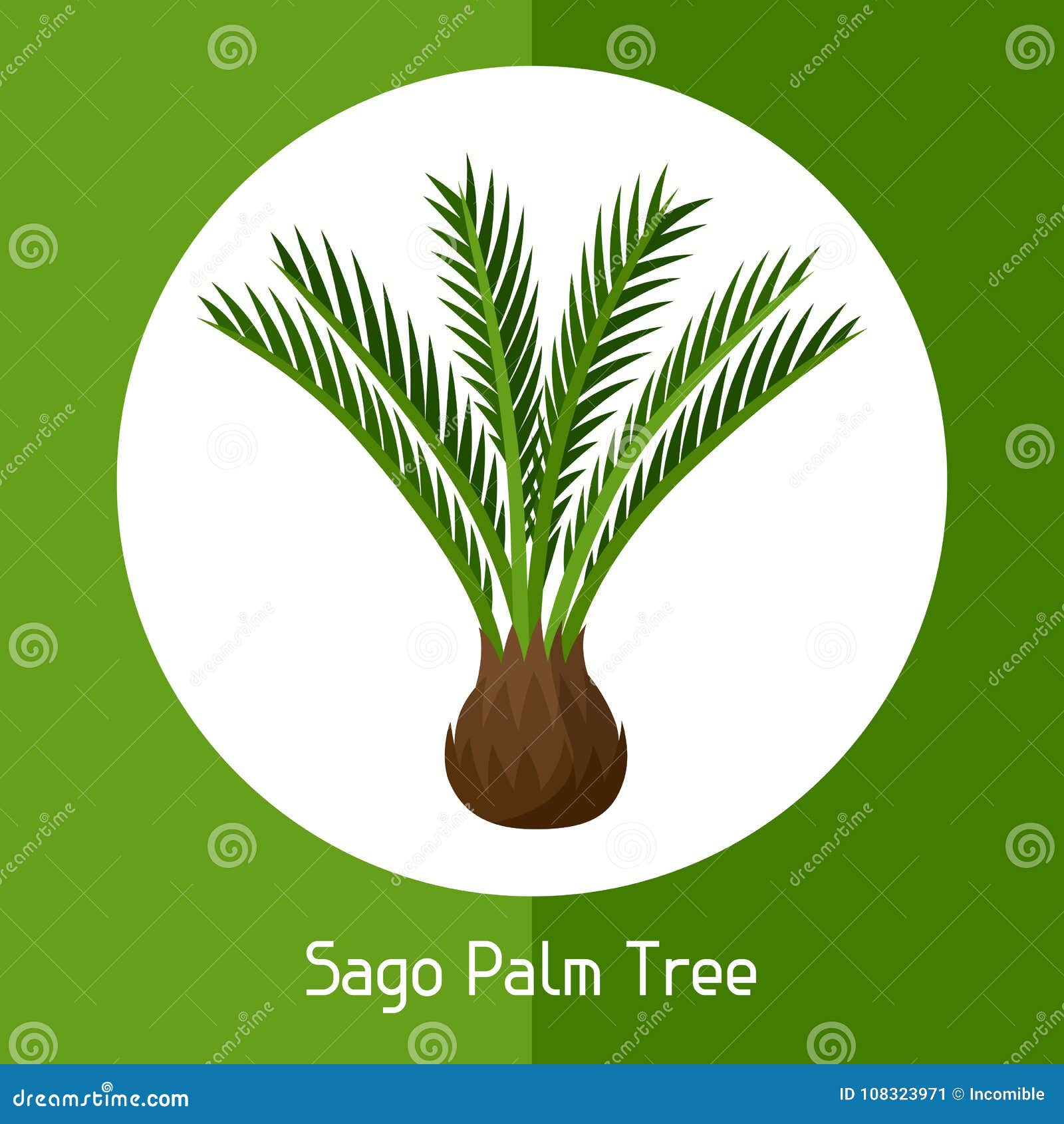 Sago Palm Tree. Illustration of Exotic Tropical Plant Stock Vector ...