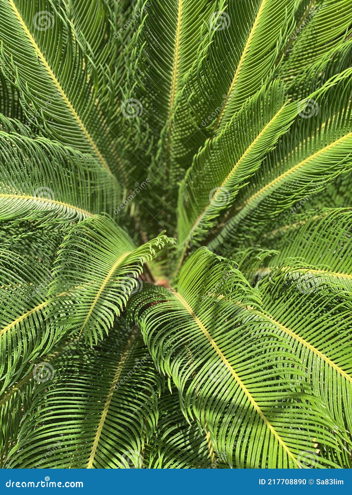 Sago palm tree leaves stock photo. Image of tropics - 217708890