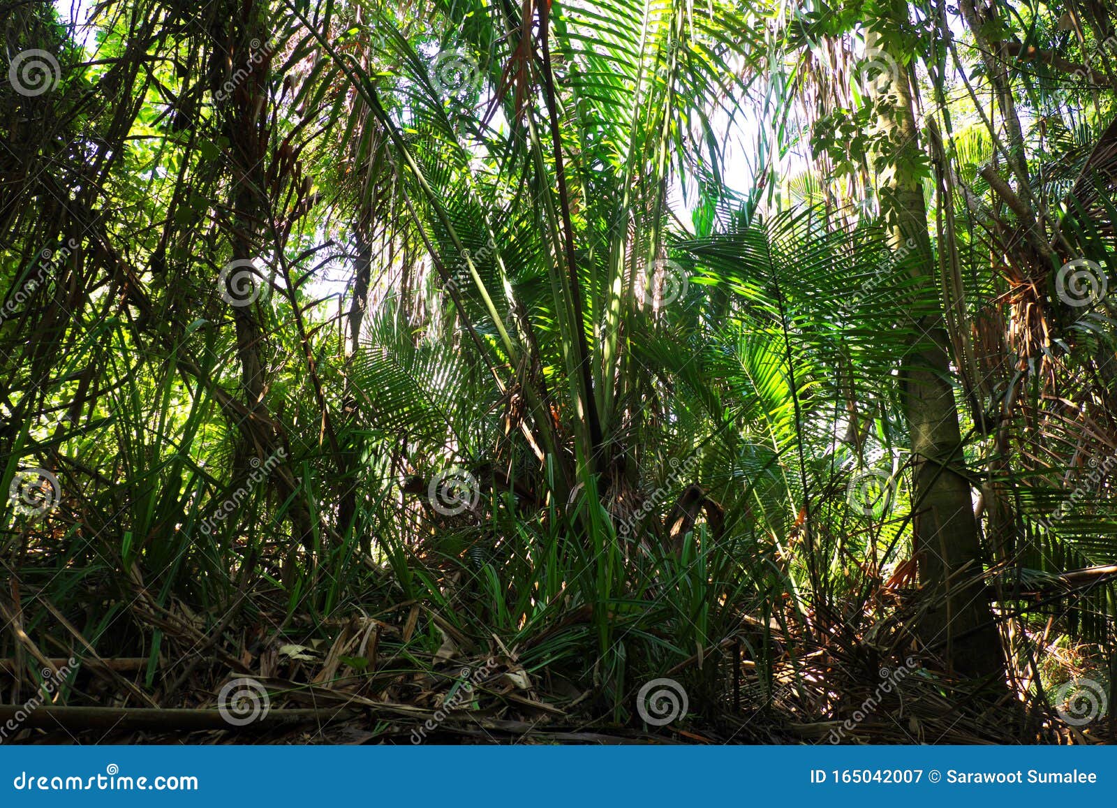 Sago Palm Tree that Often Grow in Swamp Forests Stock Image - Image of ...