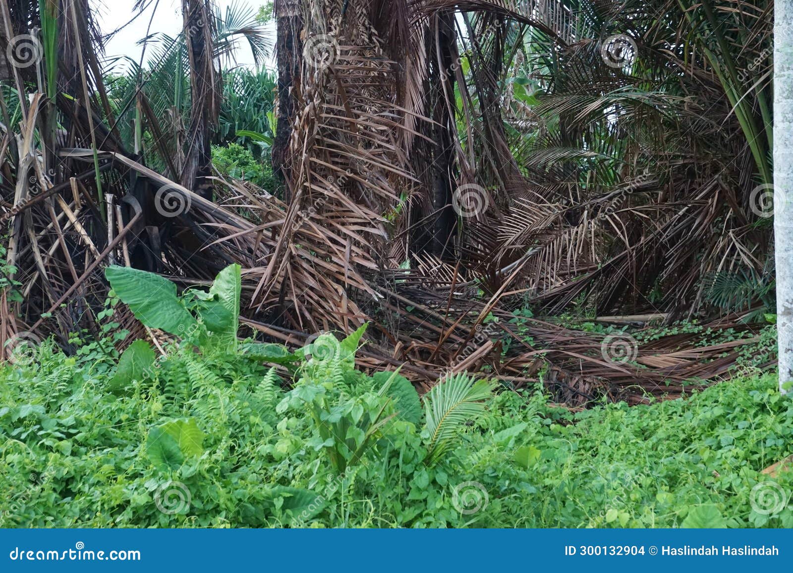 A Sago Tree in the Garden that Had Been Burned Stock Photo - Image of ...