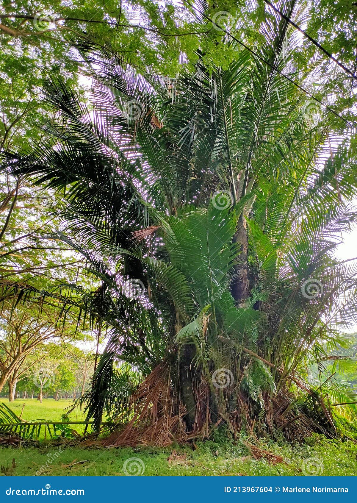 A Sago tree stock photo. Image of flower, shrub, vegetation - 213967604