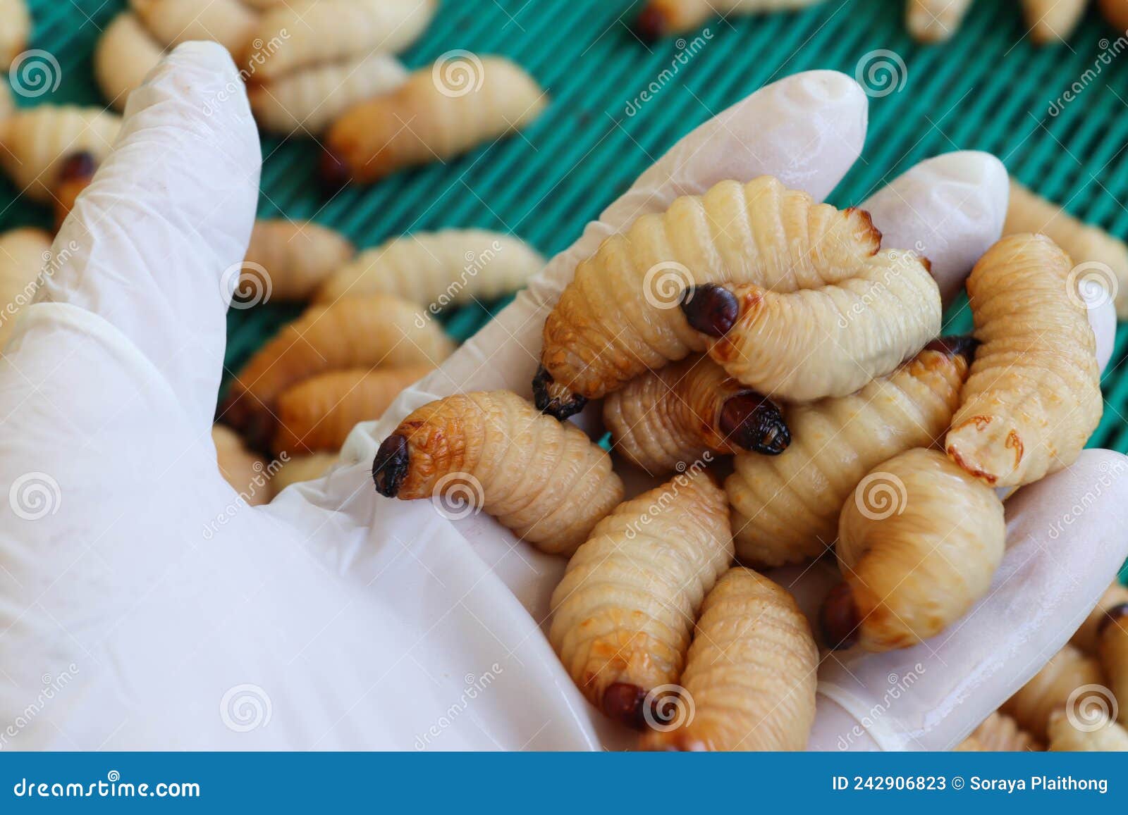 Sago Worm, Larvae From The Red Palm Weevil Stock Image | CartoonDealer ...