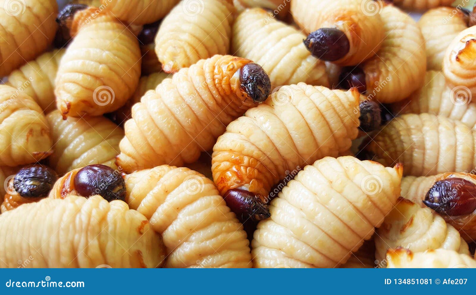 Sago Worm, Larvae from the Red Palm Weevil Stock Image - Image of ...