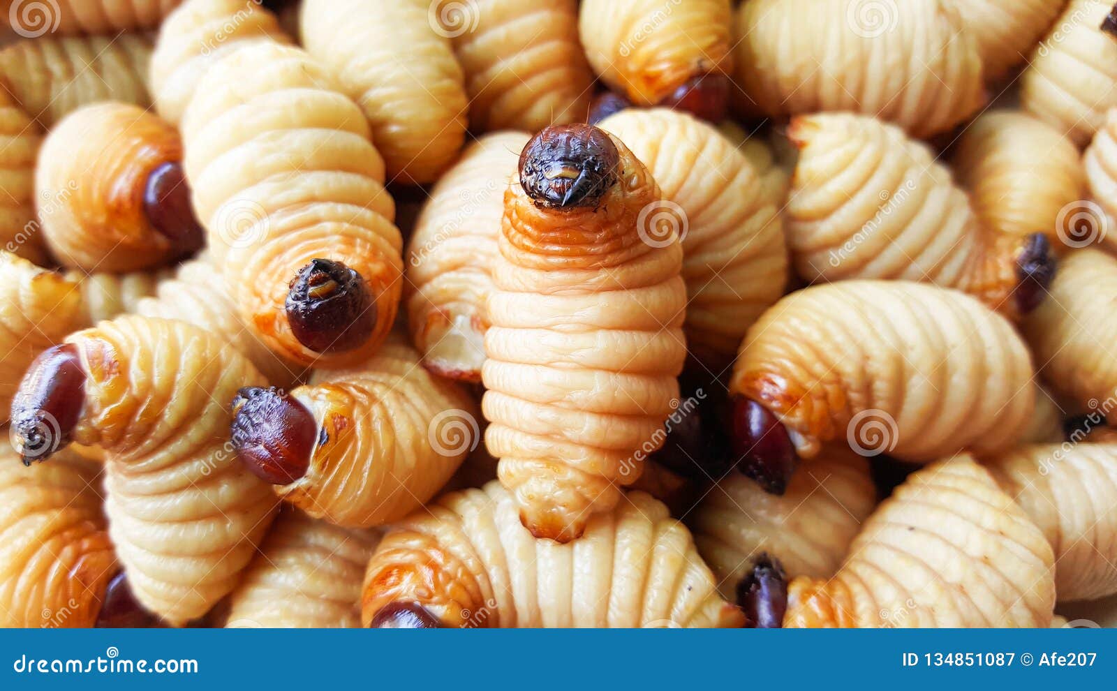 Sago Worm, Larvae from the Red Palm Weevil Stock Image - Image of grub ...