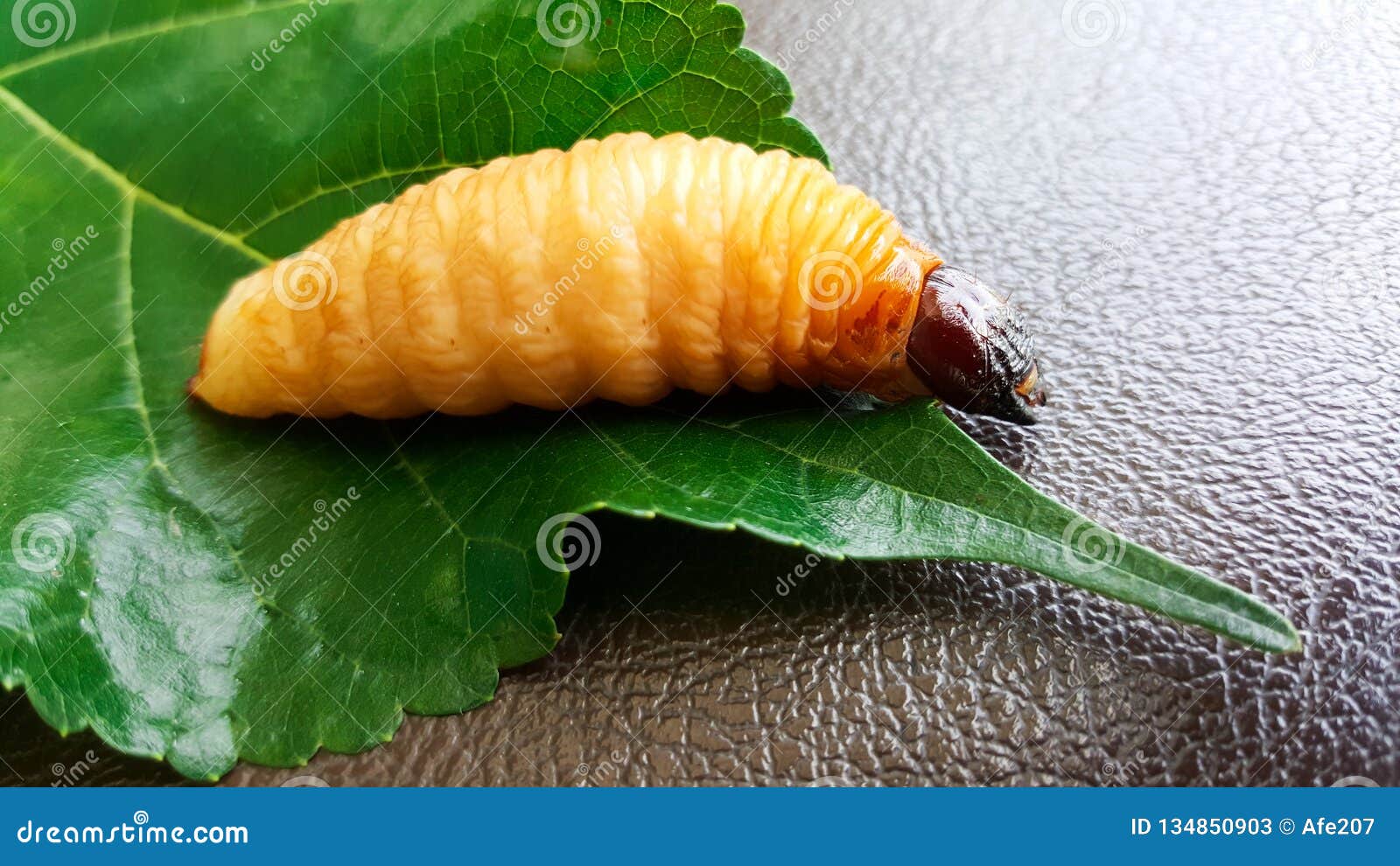 Sago Worm, Larvae From The Red Palm Weevil On Green Leaf Royalty-Free ...