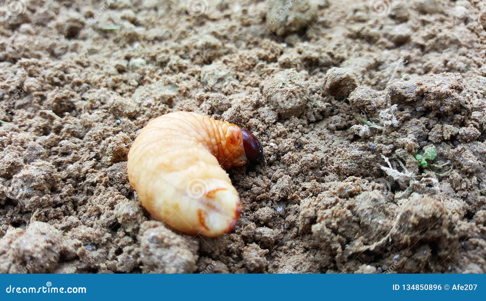 May-bug Larvae In The Soil Background. Stock Image | CartoonDealer.com ...