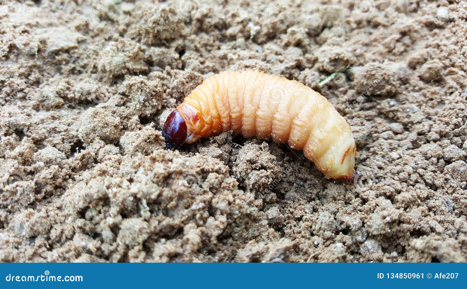 Sago Worm, Larvae from the Red Palm Weevil on Soil Stock Image - Image ...