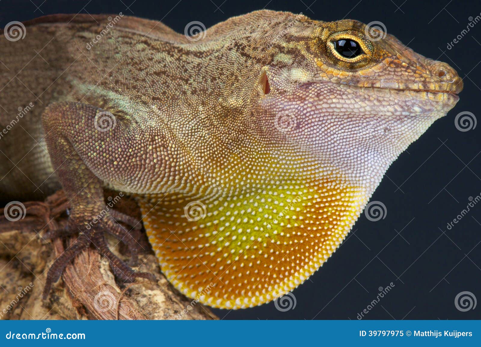 Sagrei De Brown Anole/del Anolis Imagen de archivo - Imagen de fauna ...