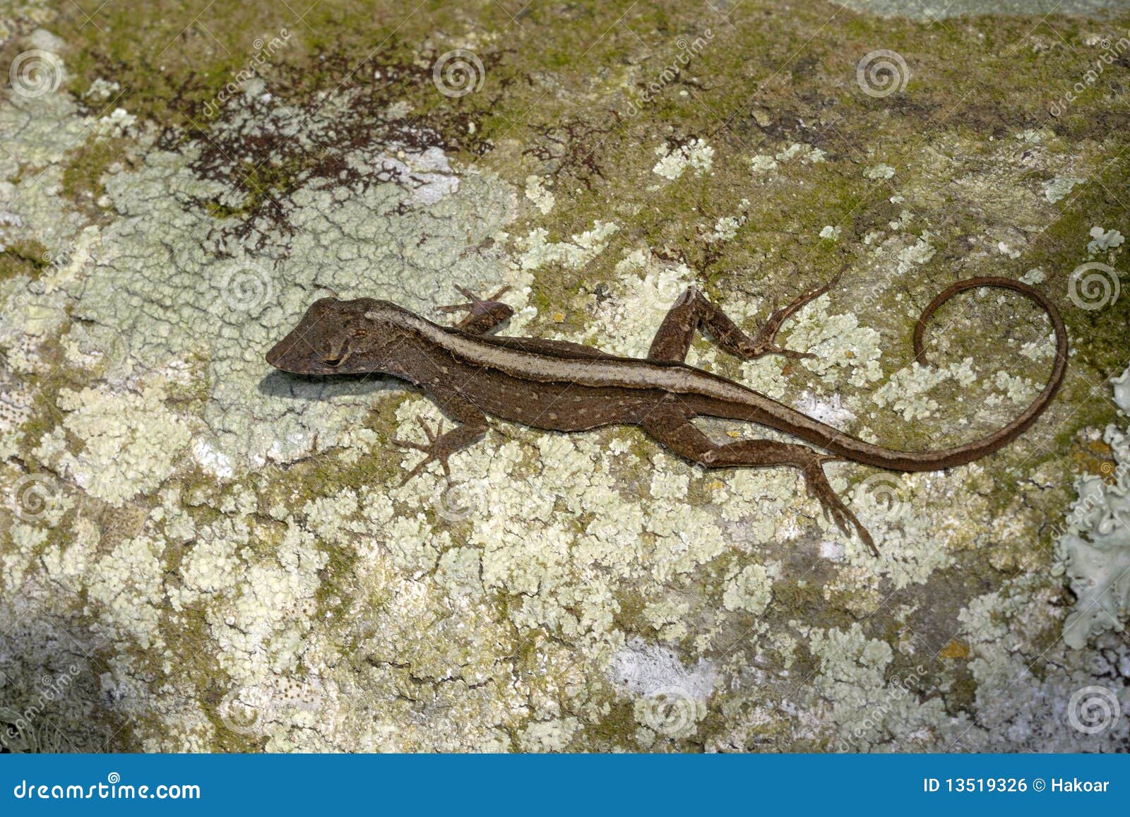 Sagrei Del Anolis, Anole Marrón Foto de archivo - Imagen de mirada ...