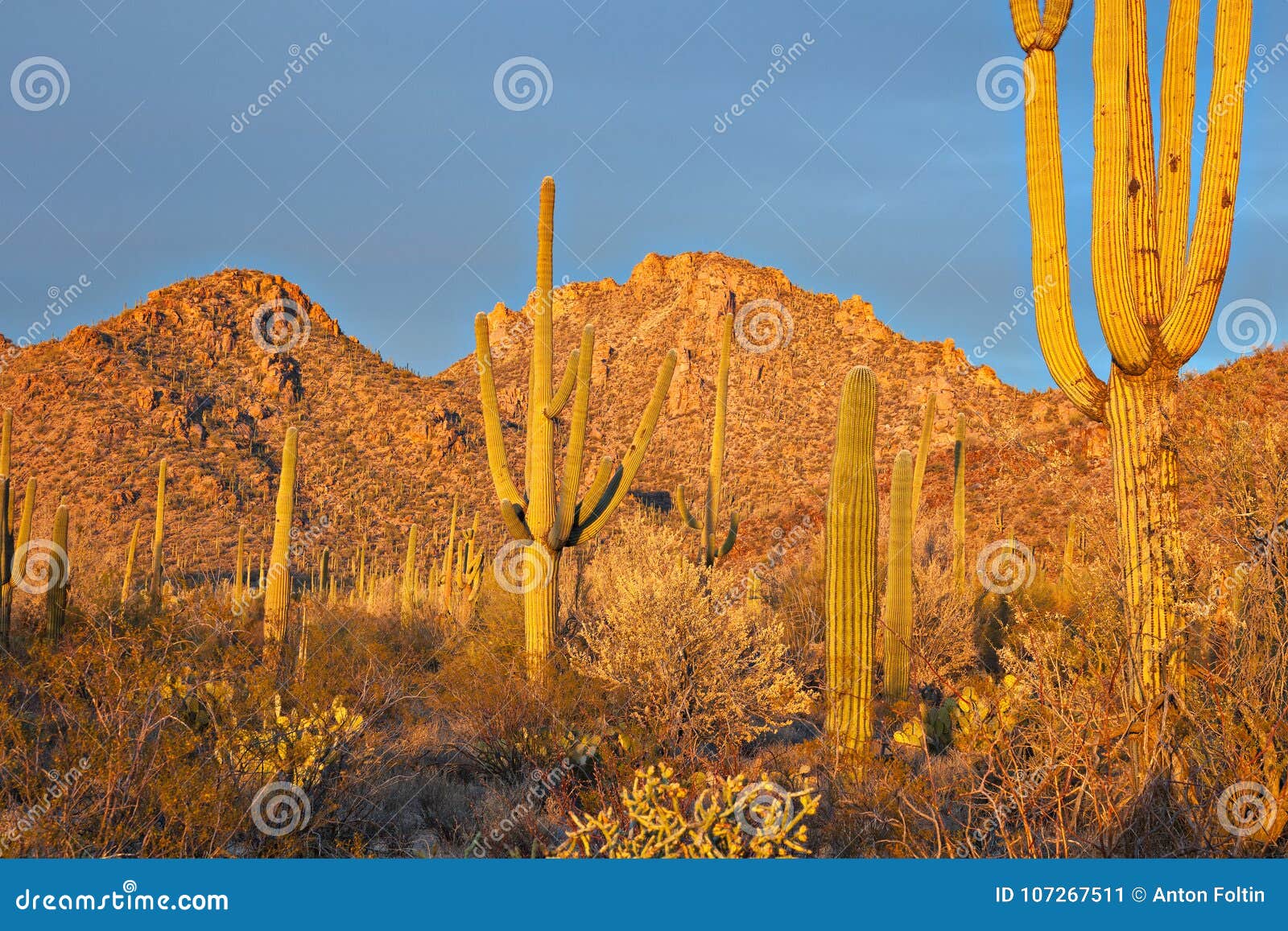 Saguaro imagen de archivo. Imagen de sunset, planta - 107267511