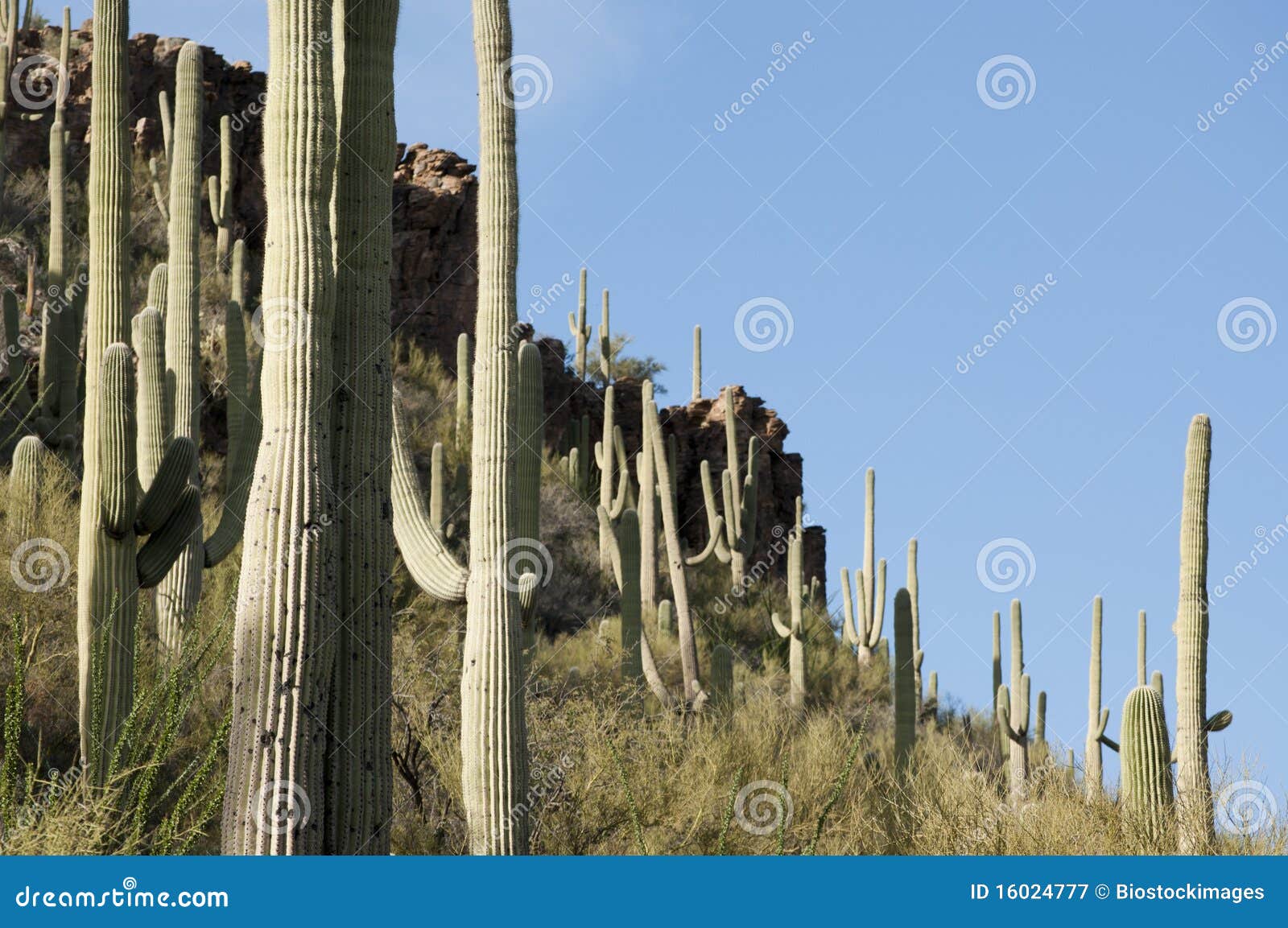 Saguaro Cacti Tucson, Arizona Stock Image - Image of desert, spines ...