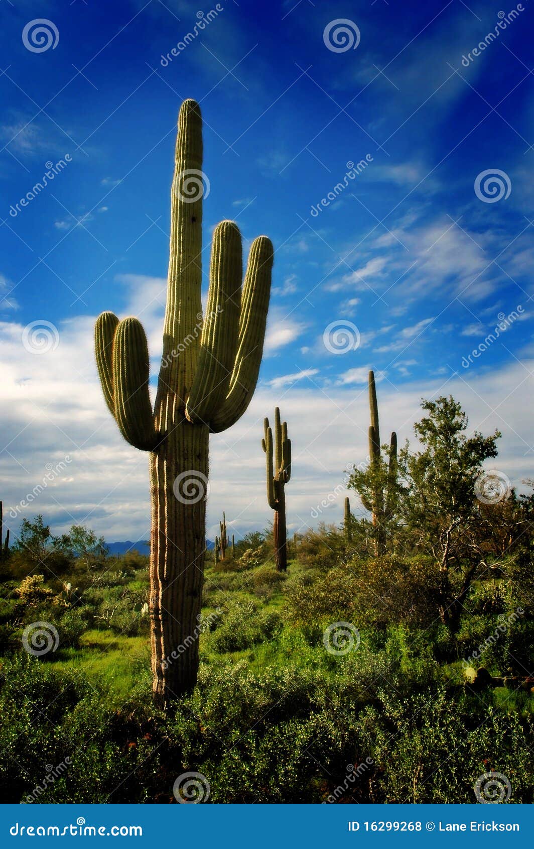 Saguaro Cactus 9 stock photo. Image of plants, pattern - 16299268