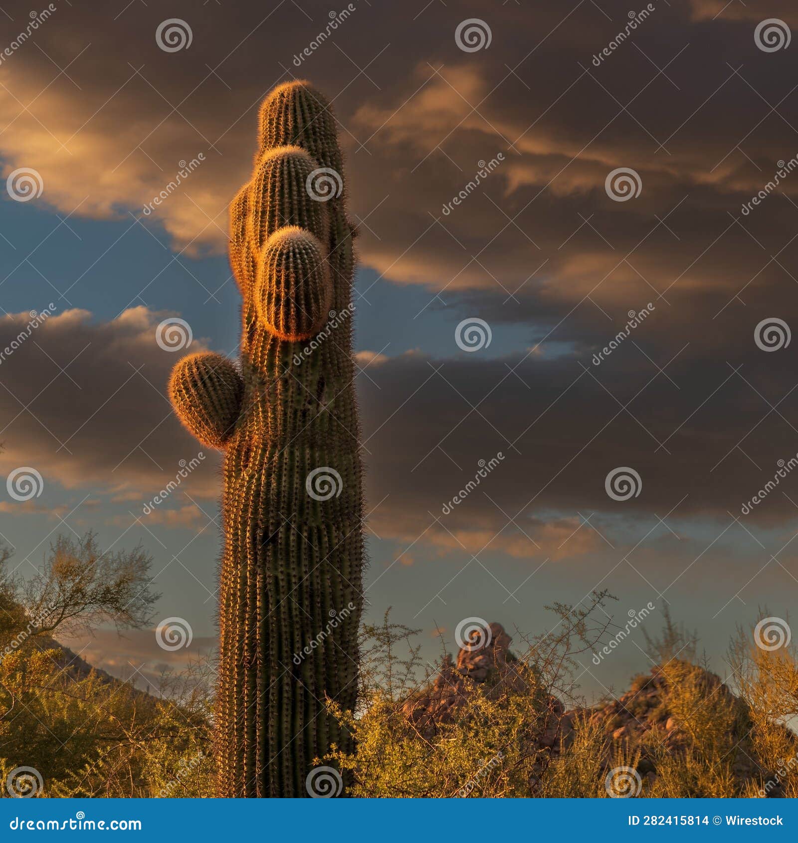 Saguaro Cactus Against the Sunset Sky in Phoenix, Arizona Stock Photo ...