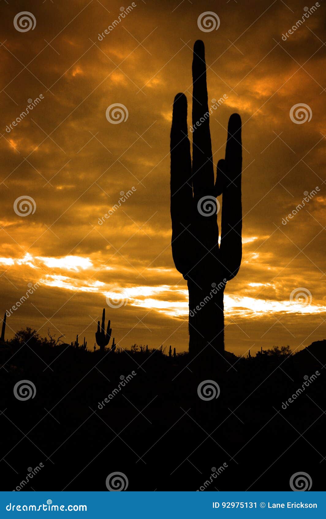 Saguaro Cactus Cacti Arizona Desert Stock Image - Image of columnar ...