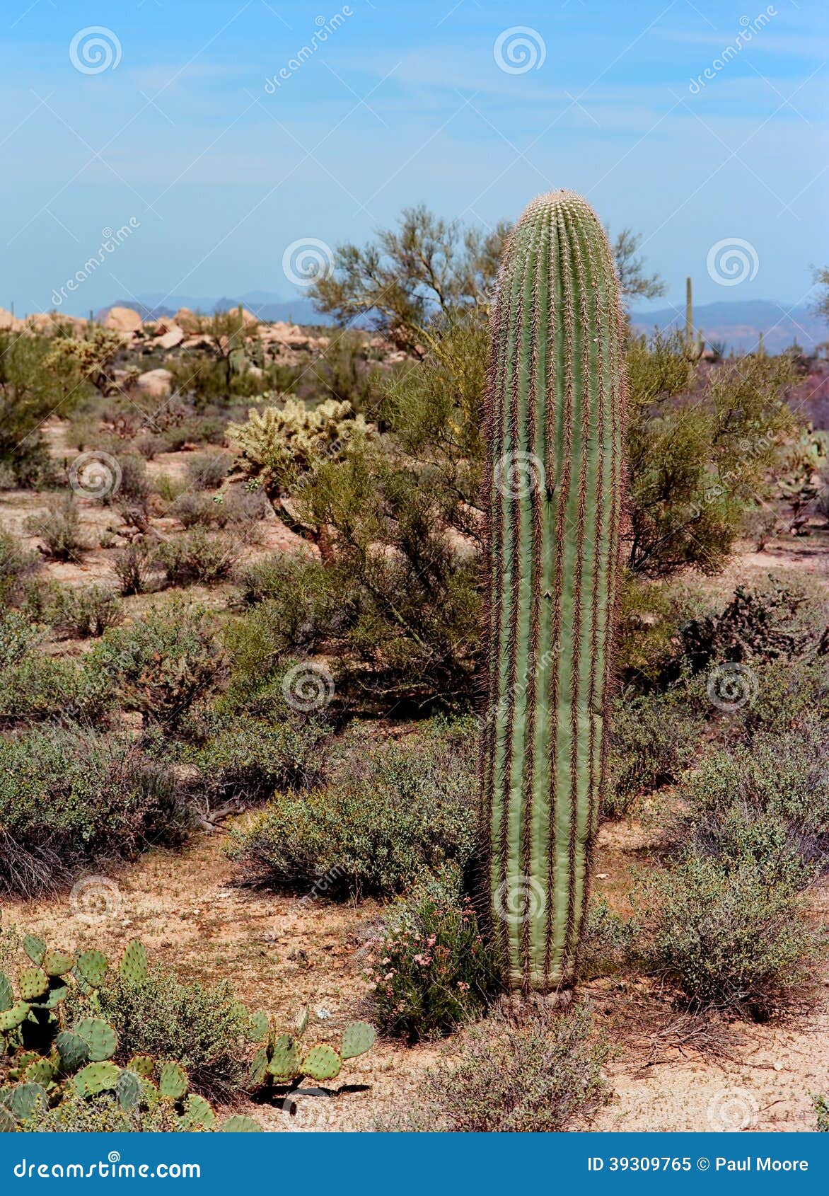 Saguaro Cactus stock image. Image of solitude, stately - 39309765