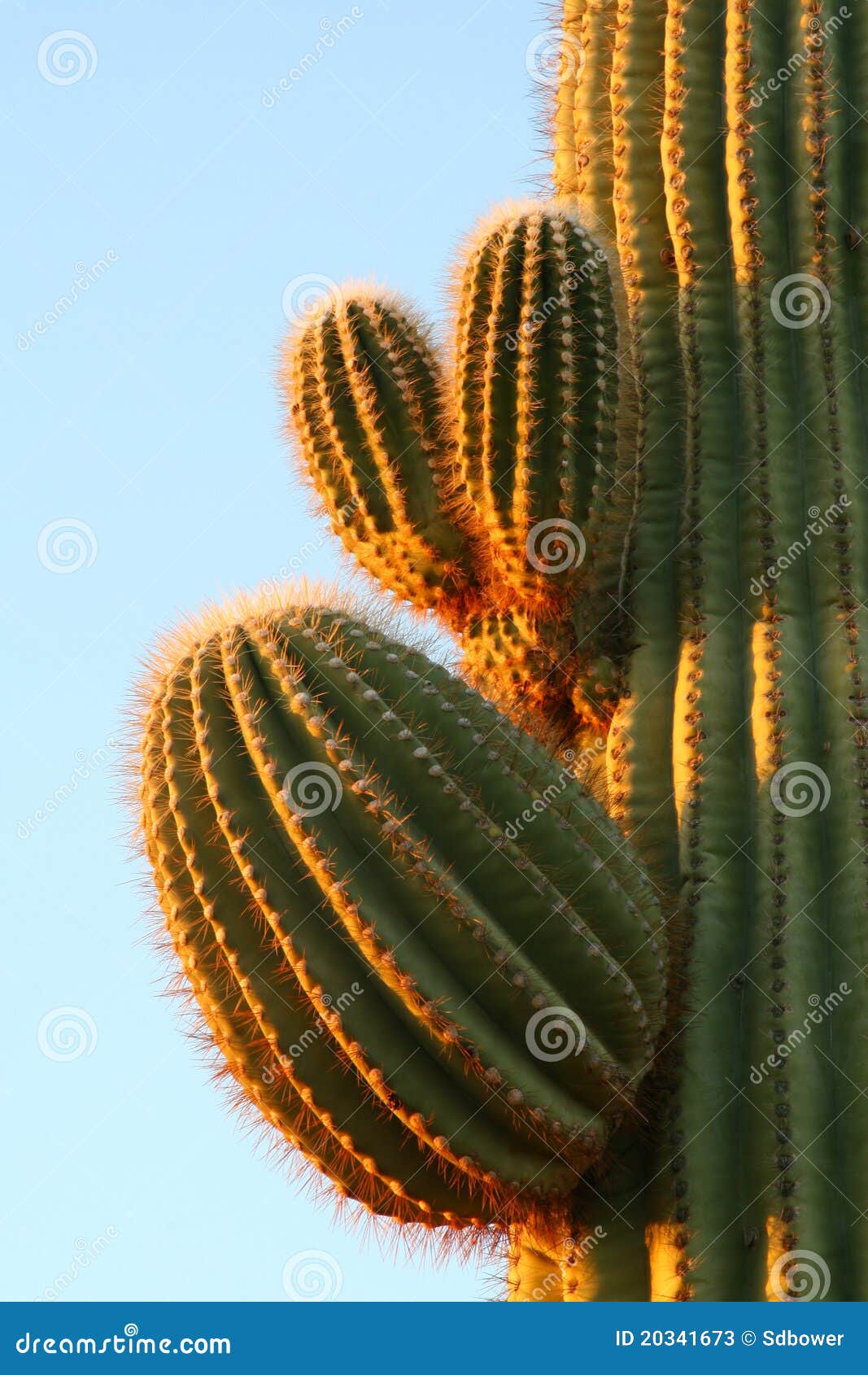 Saguaro Cactus Closeup at Sunrise Stock Image - Image of sunset, spines ...