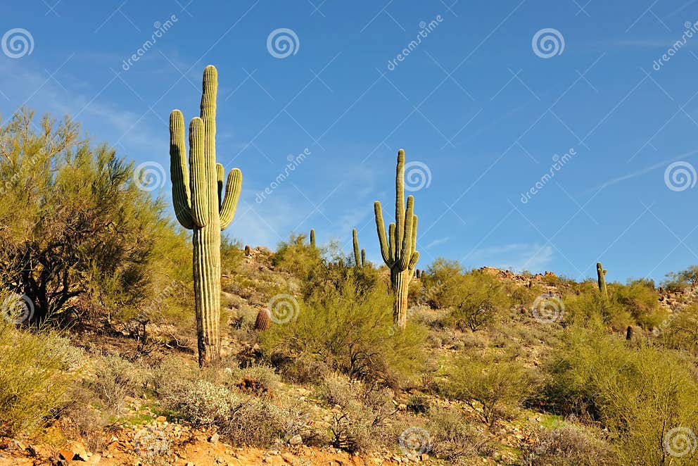 Saguaro cactus in desert stock image. Image of desert - 8283639