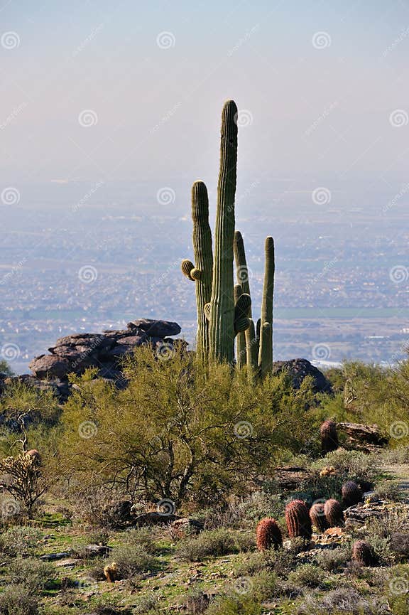 Saguaro cactus in desert stock photo. Image of shrubs - 8394110