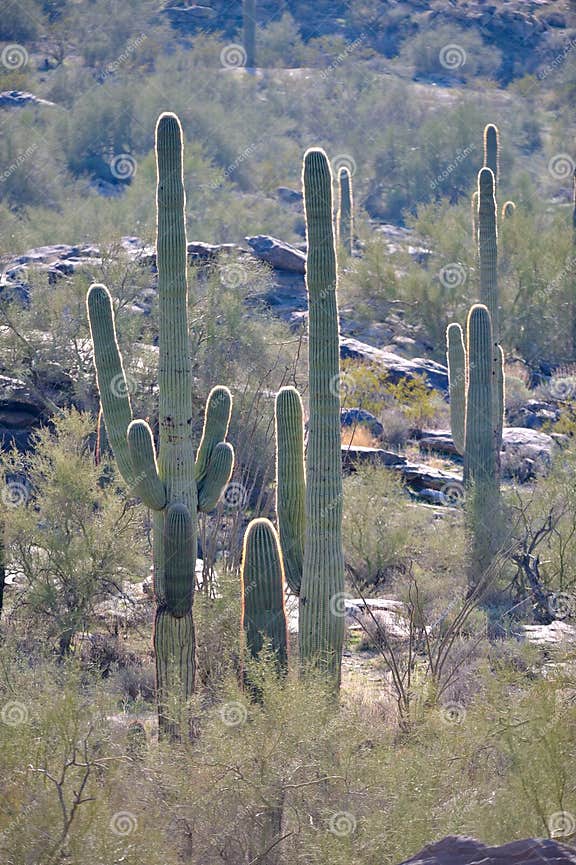 Saguaro cactus in desert stock photo. Image of boulders - 8427686