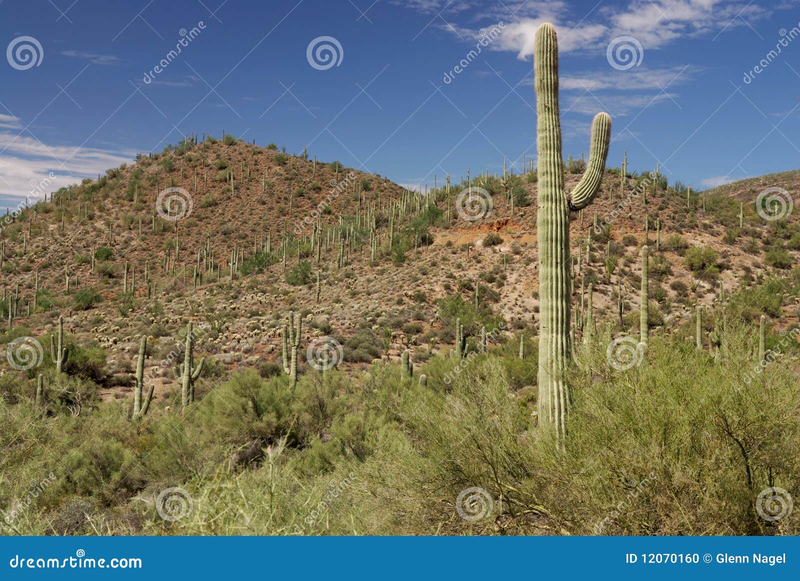 Saguaro Cactus with Desert Landscape Stock Photo - Image of desert ...