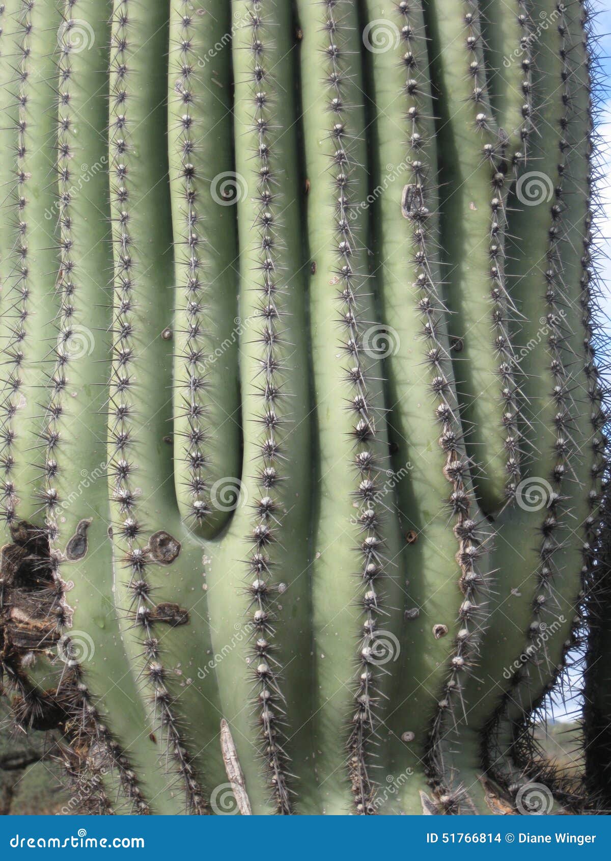 Saguaro cactus stock photo. Image of cactus, detailed - 51766814