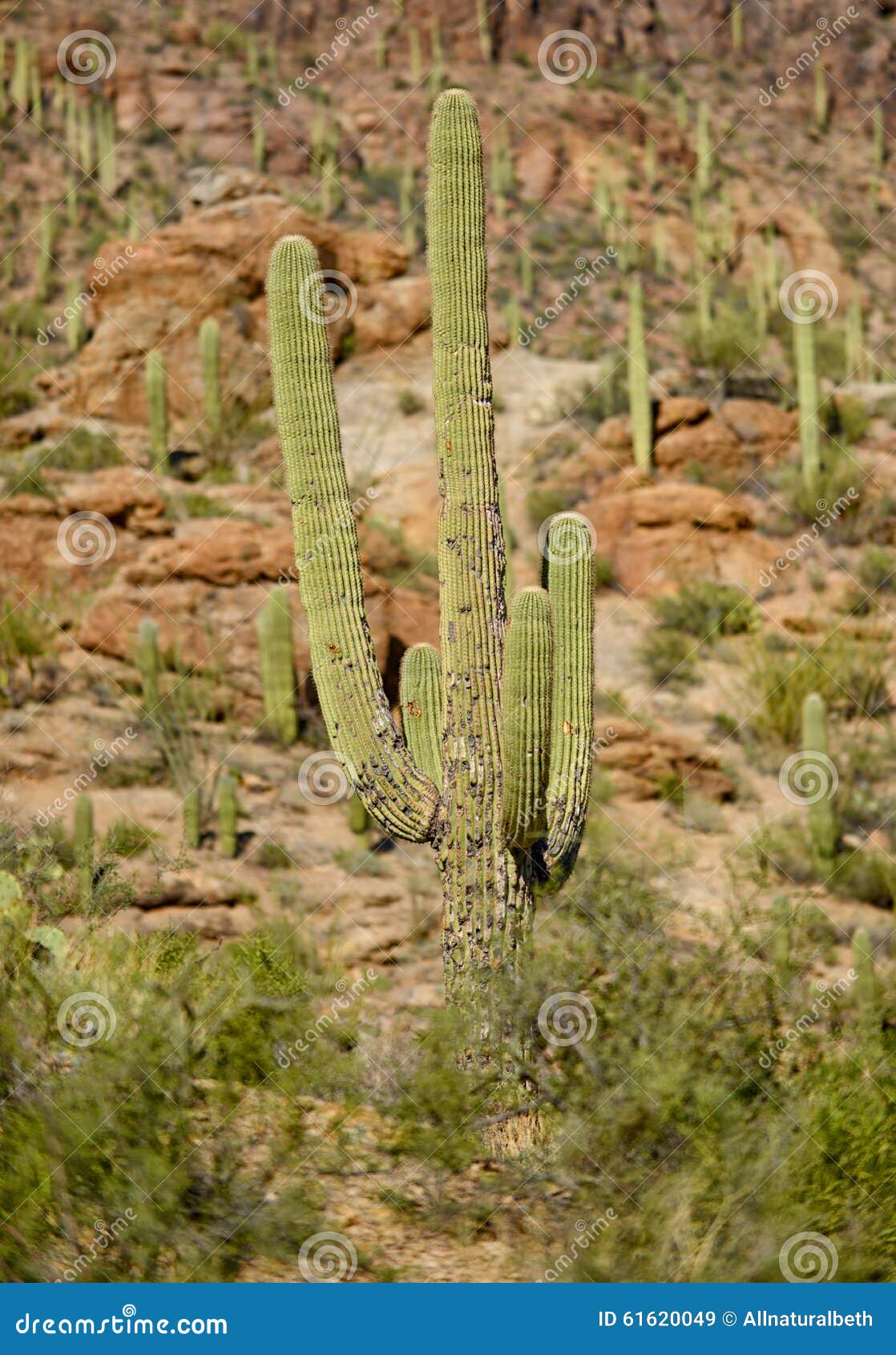 Saguaro Cactus with a Disease Stock Image - Image of scene, scenic ...