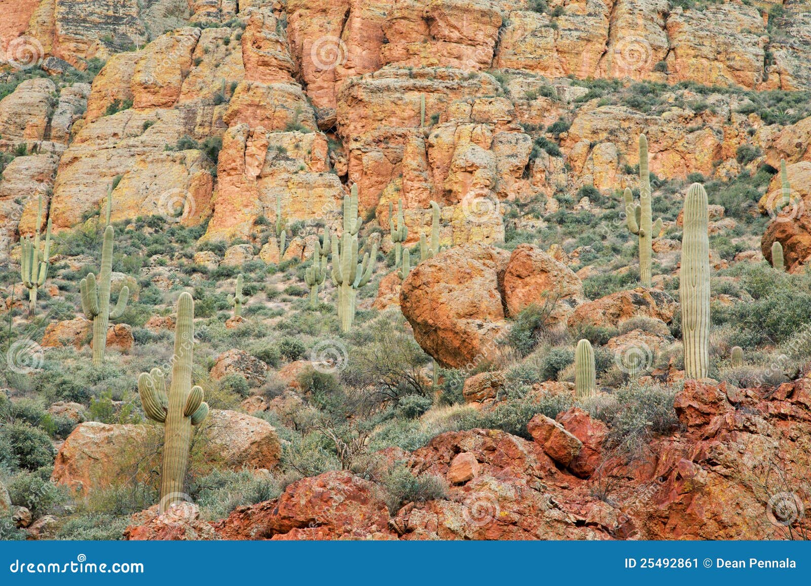 Saguaro Cactus Forest stock image. Image of beautiful - 25492861