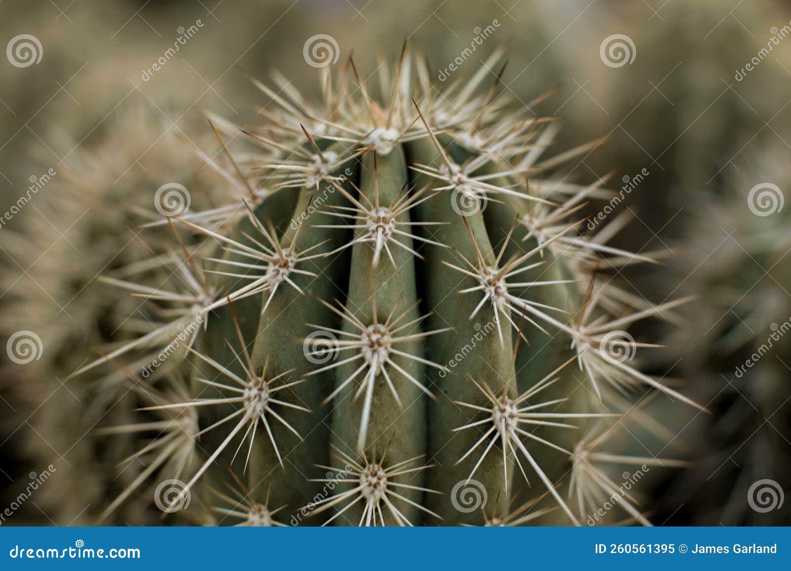 Saguaro Cactus . Frontal View Stock Image - Image of summer, nature ...