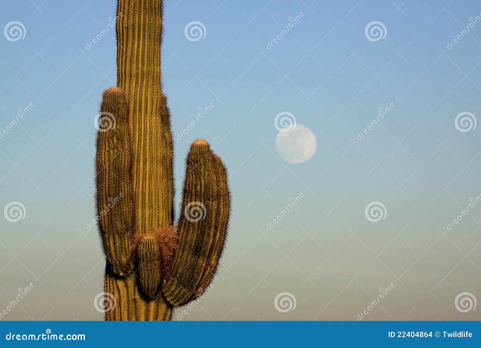 Saguaro Cactus and Full Moon Stock Photo - Image of moon, sunrise: 22404864