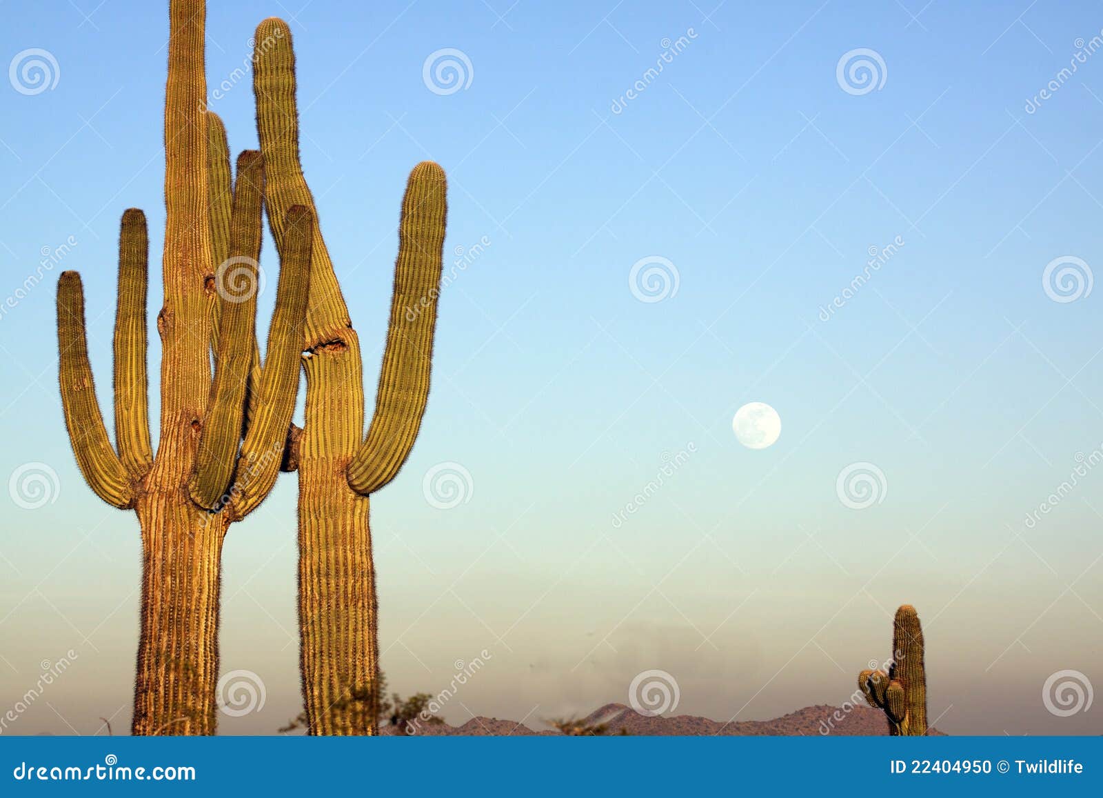 Saguaro Cactus and Full Moon Stock Photo - Image of cactus, sunset ...
